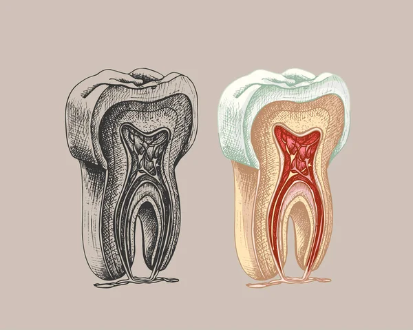 11,057,687 Baby teeth anatomy Vector Images | Depositphotos