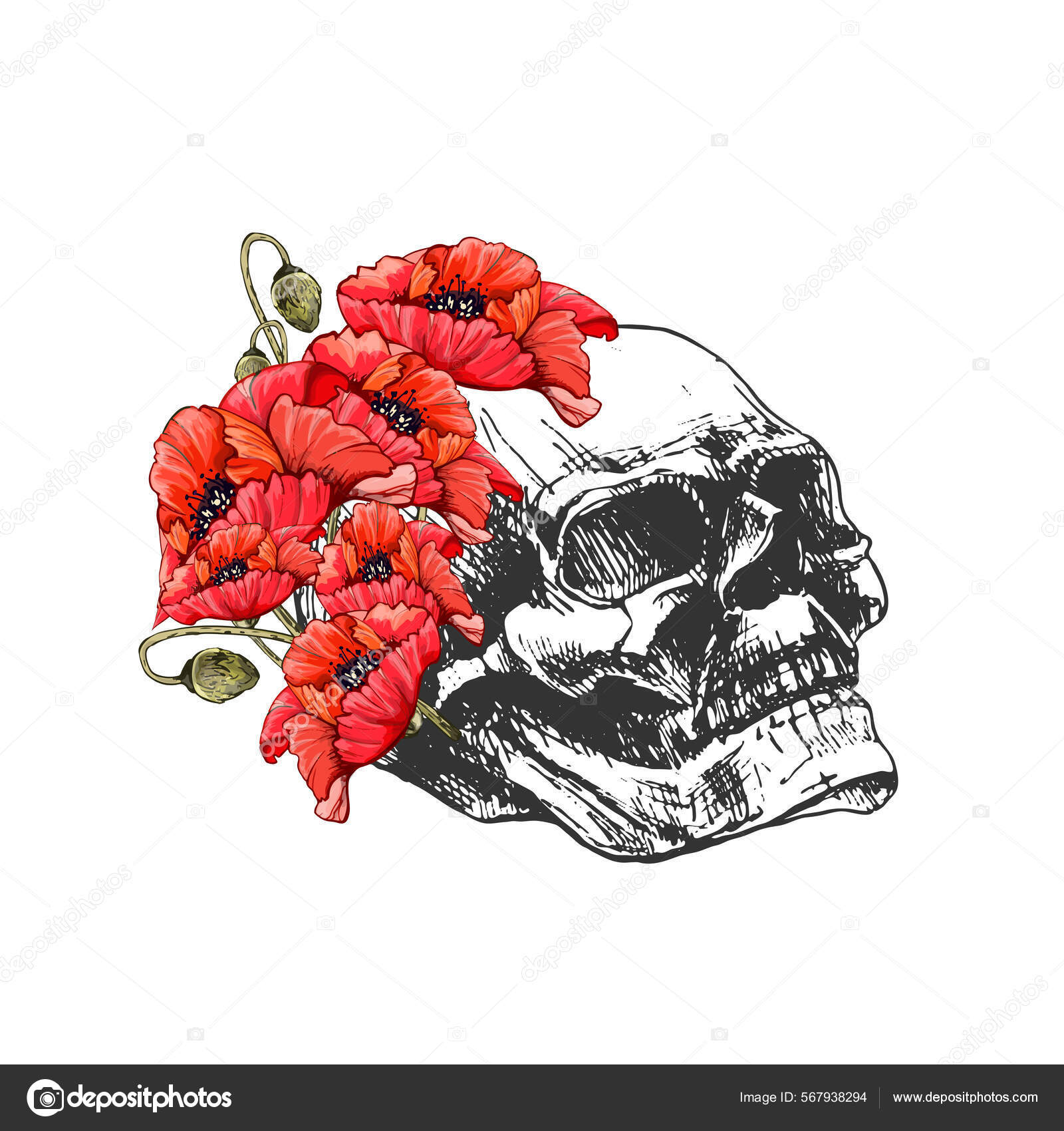 547_Human Skull Two Types _Poppies Flowers Human Skull Flowers Red ...