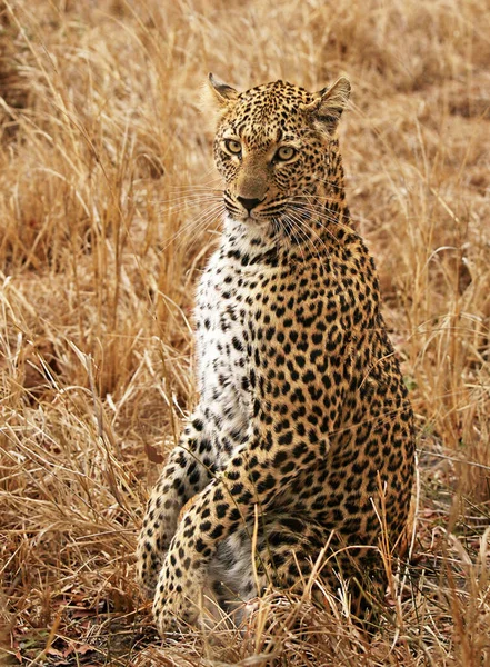 Leopard full body Stock Photos, Royalty Free Leopard full body Images ...