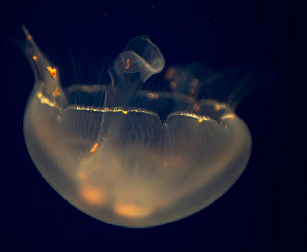 Daur Hidup Aurelia Aurita