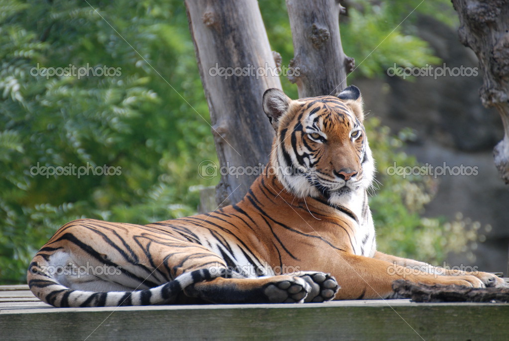Malayan Tiger — Stock Editorial Photo © tomblaha #33215775