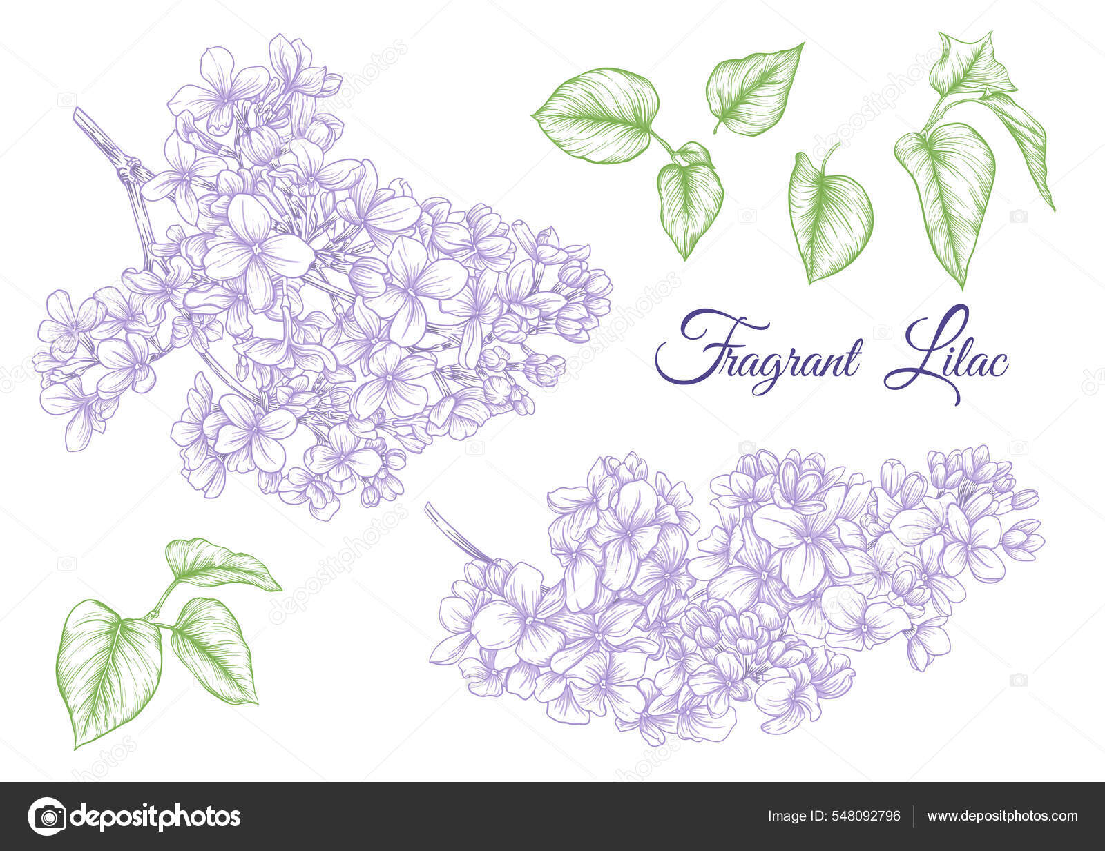 Lilac Flower Drawing