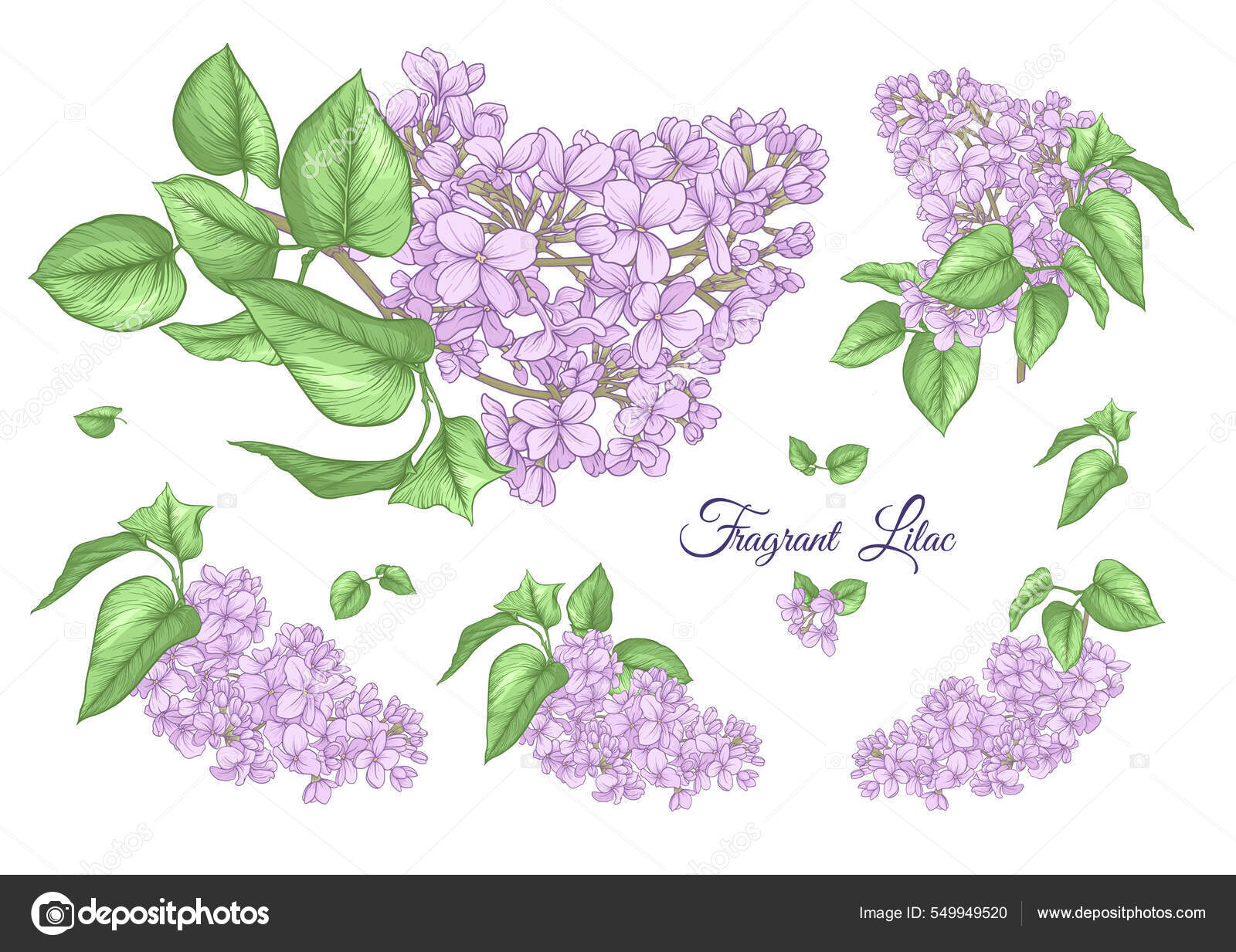Lilac Flower Drawing