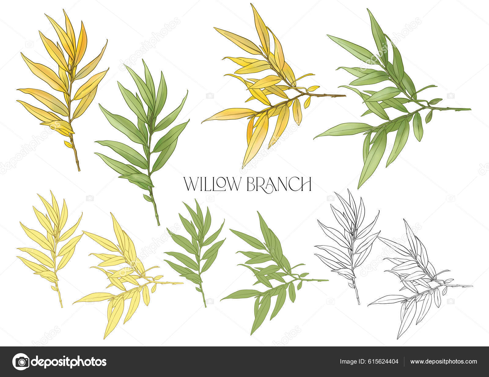 Willow Branch Set Branches Leaves Isolated Vector Illustration Colourful Outline Stock Vector ...