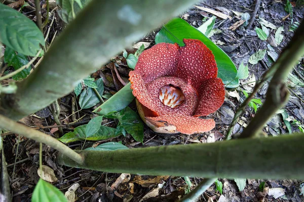 Raflezja Stock Photos, Royalty Free Raflezja Images | Depositphotos®