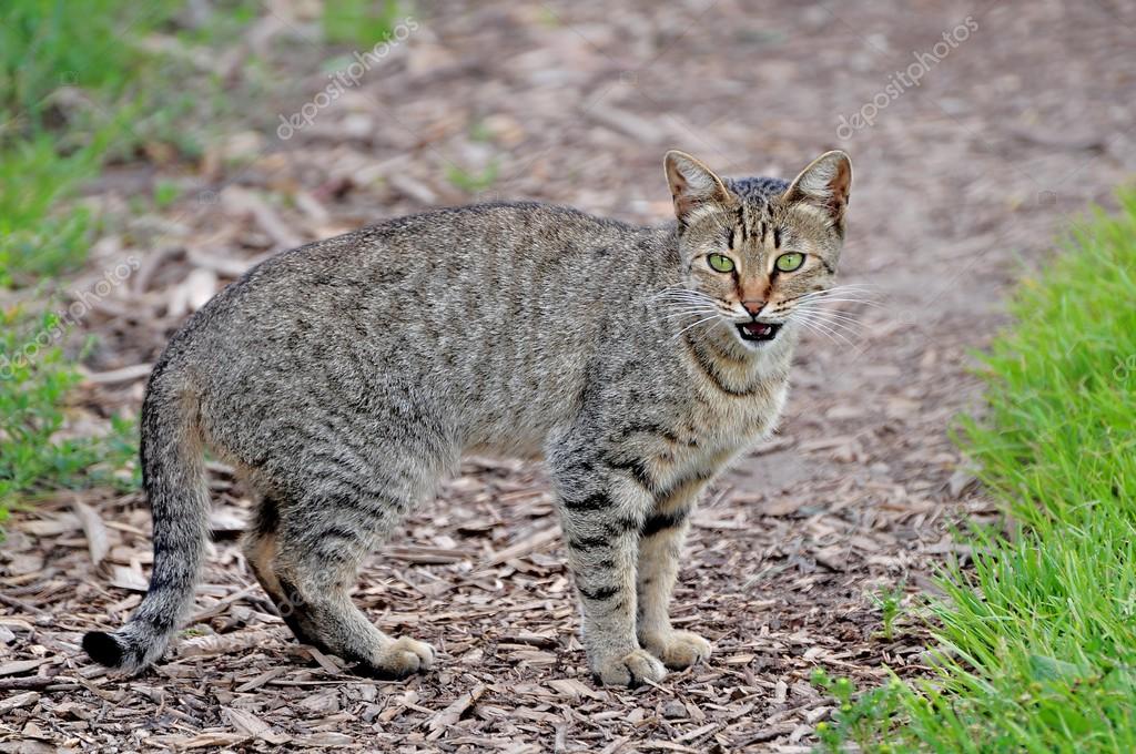 Gato salvaje enojado. 2024