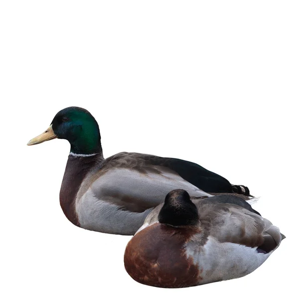 Duck top view Stock Photos, Royalty Free Duck top view Images ...
