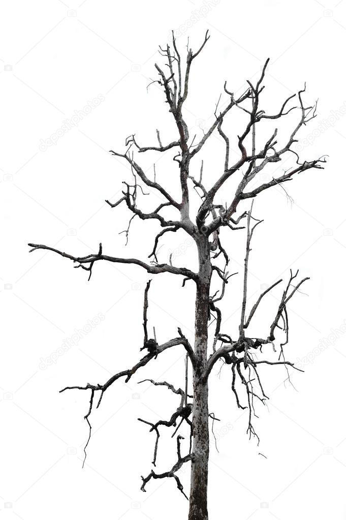 Trees isolated — Stock Photo © sommaill #28305611