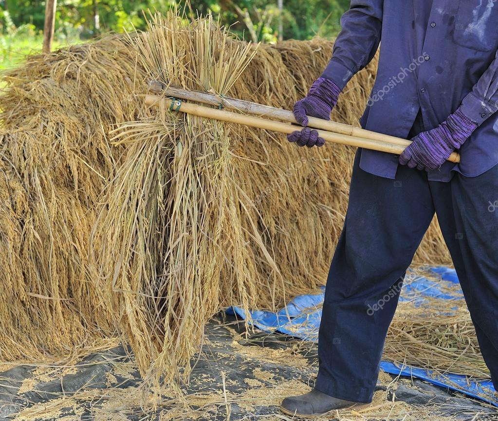 The traditional way of threshing grain in thailand Stock Photo by ...