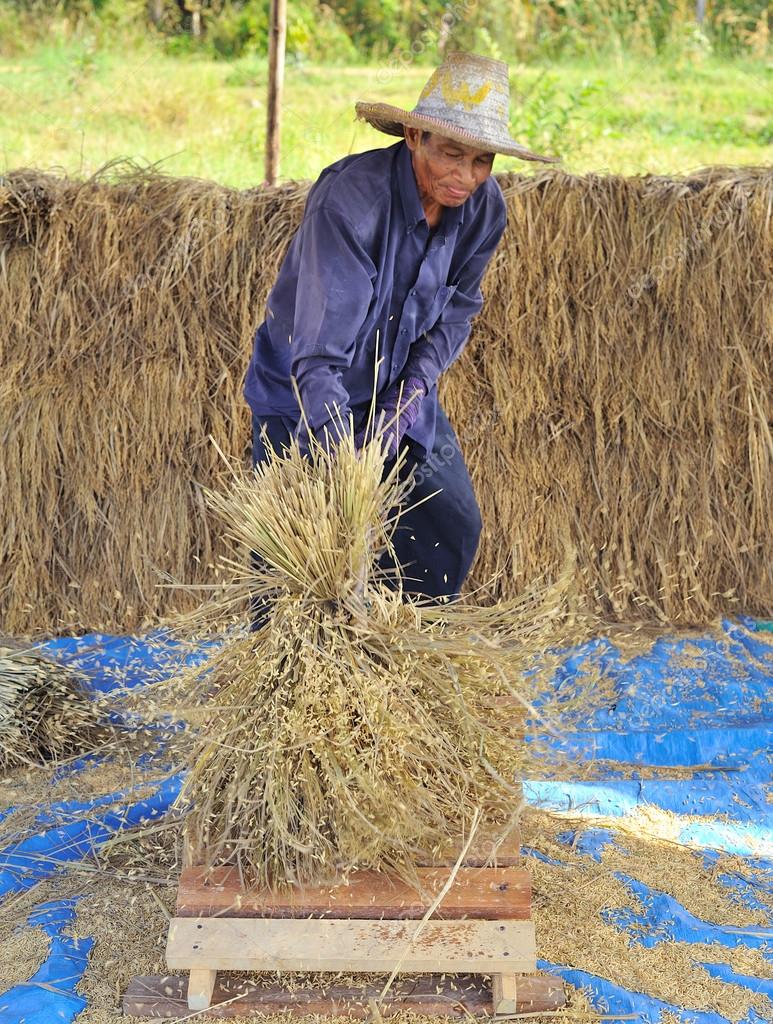 The traditional way of threshing grain in thailand Stock Photo by ...