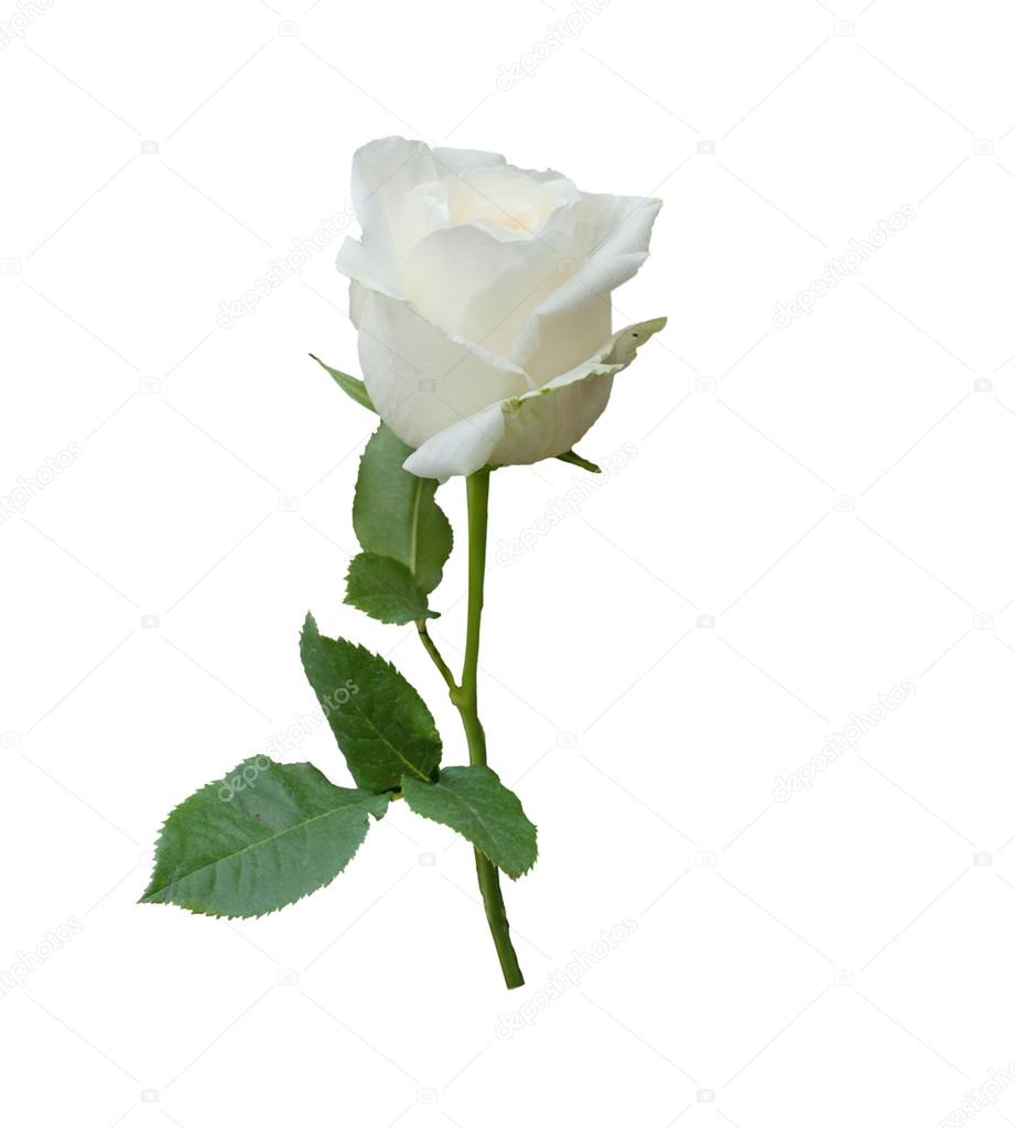 A single white Rose isolated on white background — Stock Photo ...