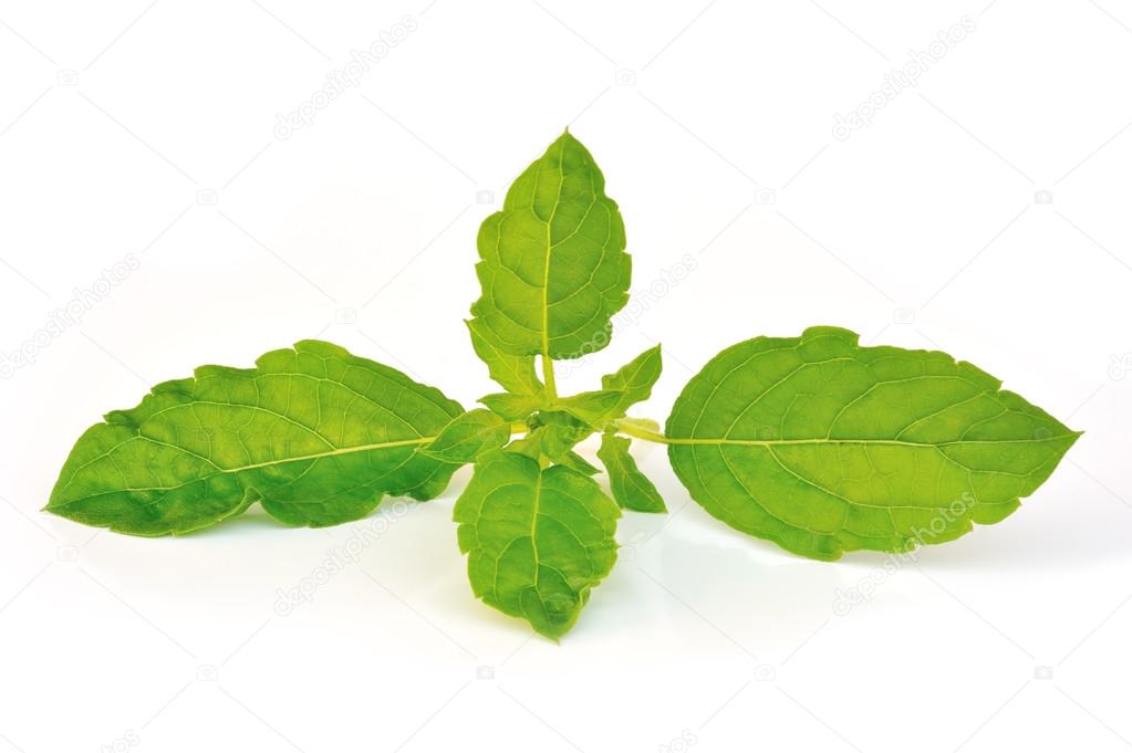 Tulsi Leaves