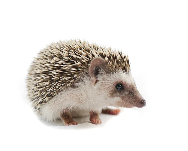 Hedgehog in front of a white background Stock Photo by ©sommaill 28400619