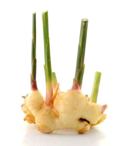 Ginger on white Stock Photos, Royalty Free Ginger on white Images ...