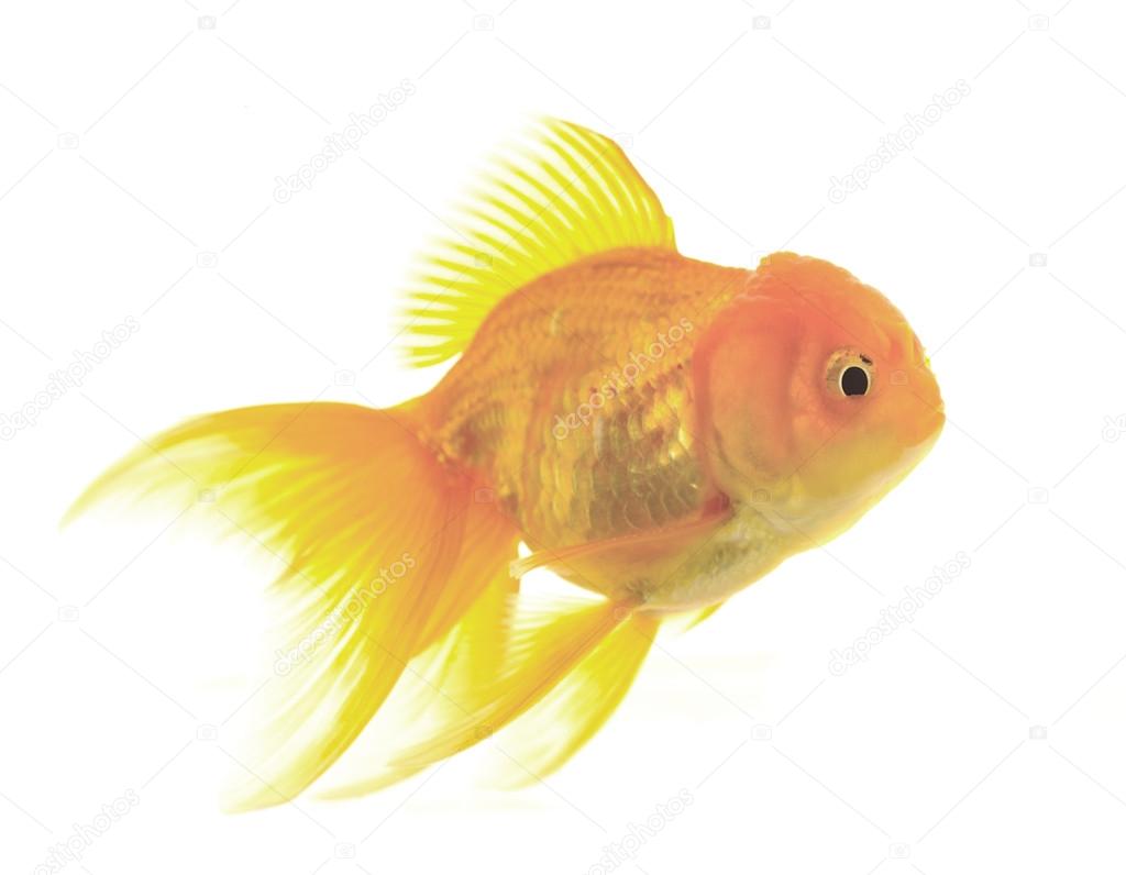 Gold fish. — Stock Photo © sommaill #28569213