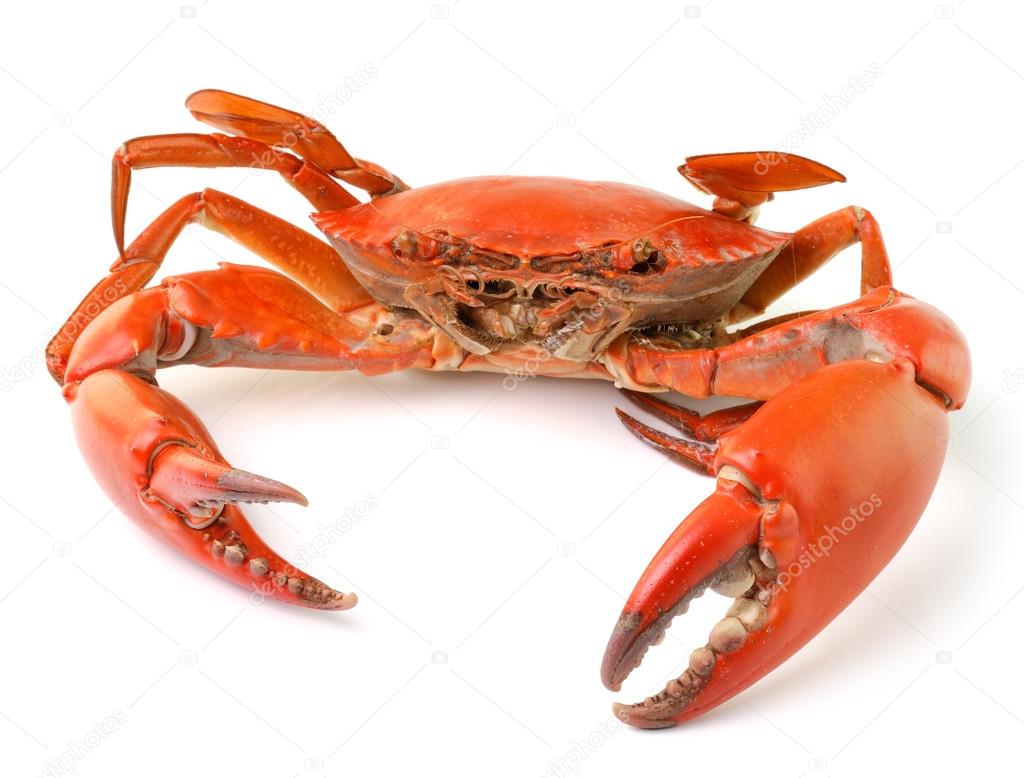 Sea crab isolated on white background — Stock Photo © sommaill #34675947