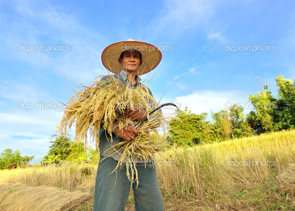 Farmers harvesting rice in rice field in Thailand Stock Photo by ...