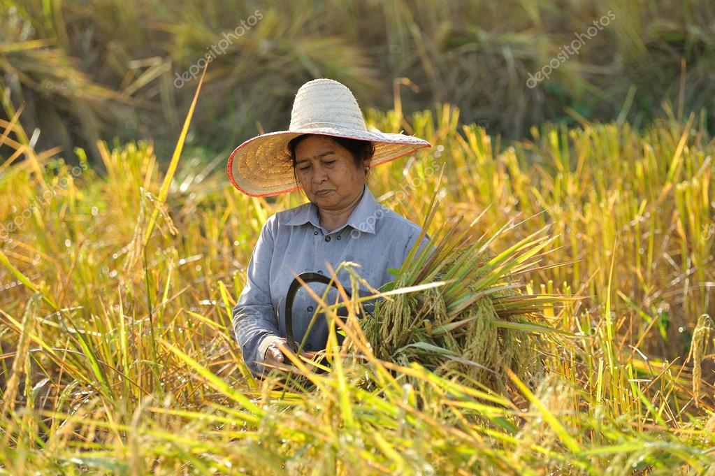 Farmers harvesting rice in rice field in Thailand — Stock Photo ...