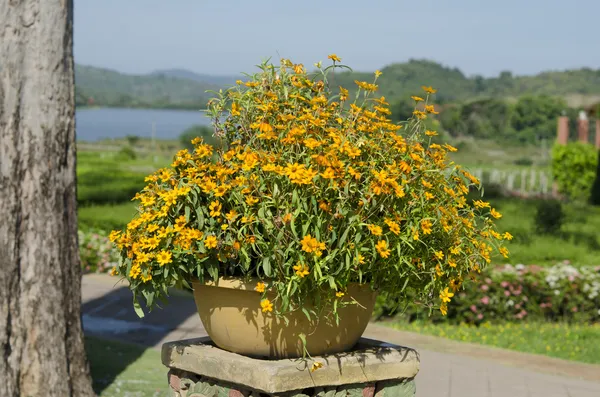 Fresh flowers in pots in the garden. - Stock Image - Everypixel