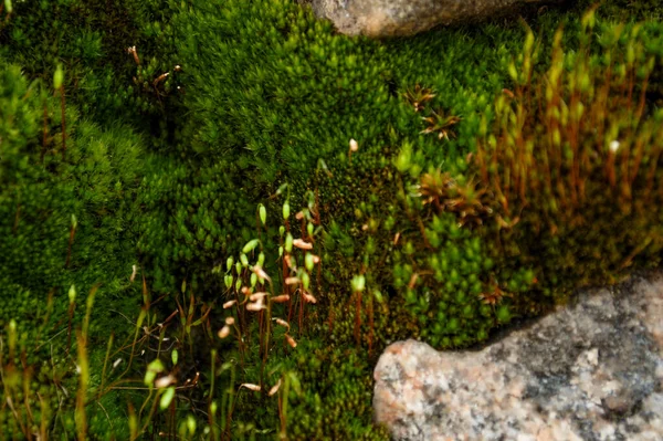 Moss crop Stock Photos, Royalty Free Moss crop Images | Depositphotos