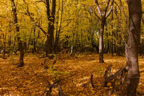 Ambre le tapis forestier Stock Photos, Royalty Free Ambre le tapis ...