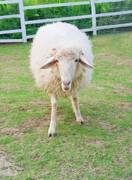 One white sheep in field - Stock Image - Everypixel