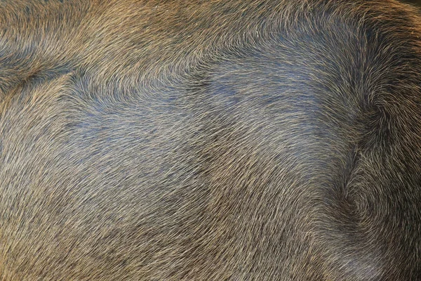 Dirty fur Stock Photos, Royalty Free Dirty fur Images | Depositphotos