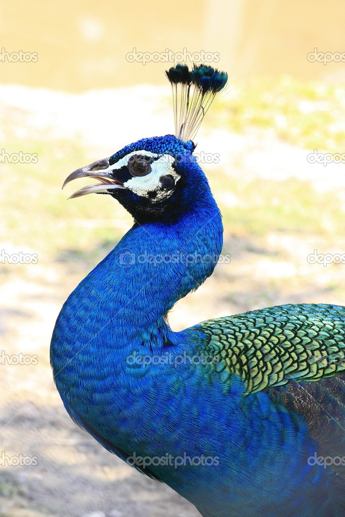 Peacock head — Stock Photo © aodaodaodaod #32447409