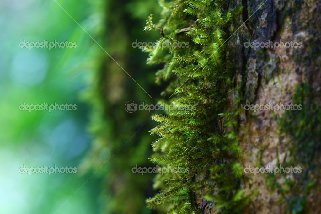 Close up moss on tree — Stock Photo © aodaodaodaod #35672587