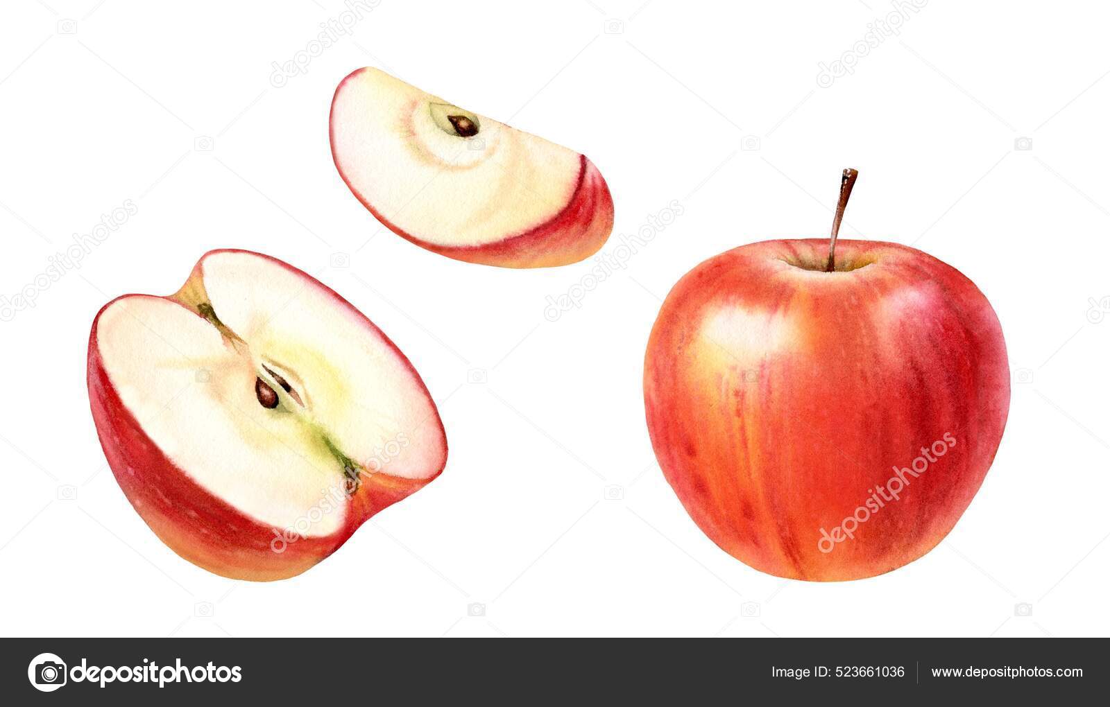 Watercolor red apple. Realistic fruits, half, slice. Set of botanical ...