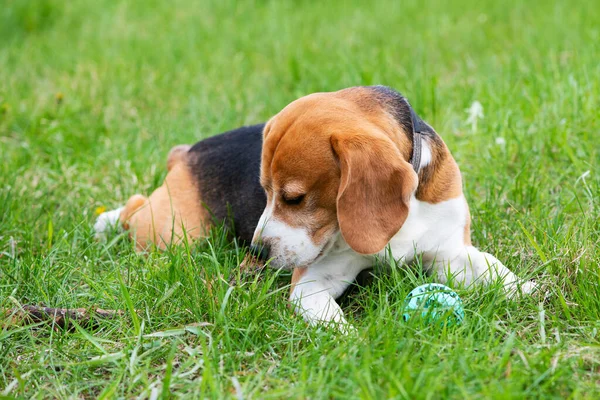 A young beagle lies on the green grass. Dog sniffing a stick. - Stock ...