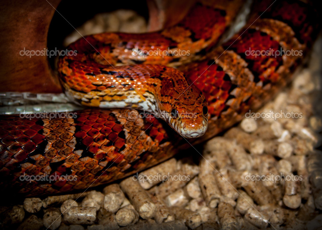 Serpiente roja: fotografía de stock © ketta #39859301 | Depositphotos