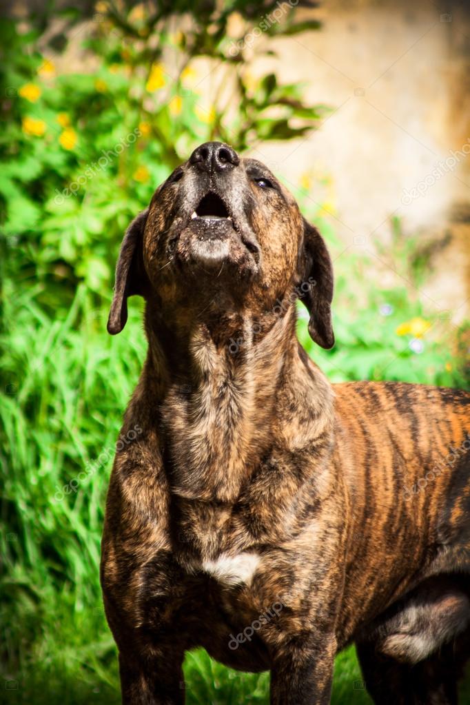 Are Bandogs Good Family Dogs