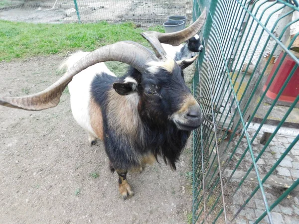 Goat vr f95zone images libres de droit, photos de Goat vr f95zone ...