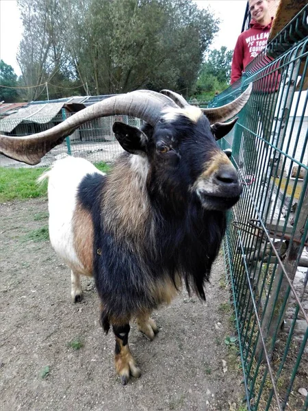 Fotos de Goat in an enclosure, Imagens de Goat in an enclosure sem ...
