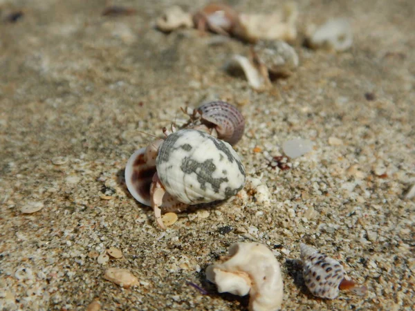 Hermit crab beach Stock Photos, Royalty Free Hermit crab beach Images ...