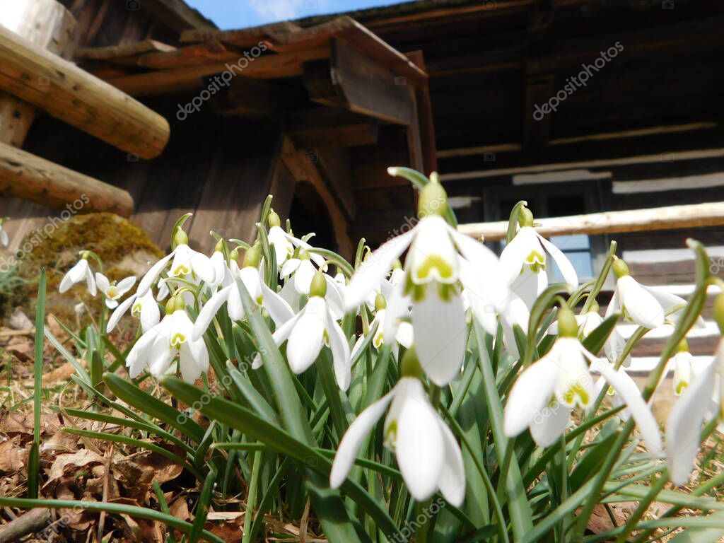 Galanthus nivalis, la nevada o nevada común, es la más conocida y ...