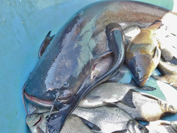 Channel catfish Stock Photos, Royalty Free Channel catfish Images ...