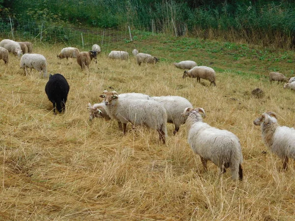 Ovis aries Sheep or domestic sheep are domesticated, ruminant mammals ...
