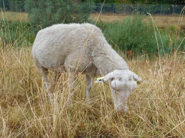 Tree sheep Stock Photos, Royalty Free Tree sheep Images | Depositphotos