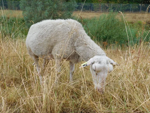 Oude lamb fotos de stock, imágenes de Oude lamb sin royalties ...