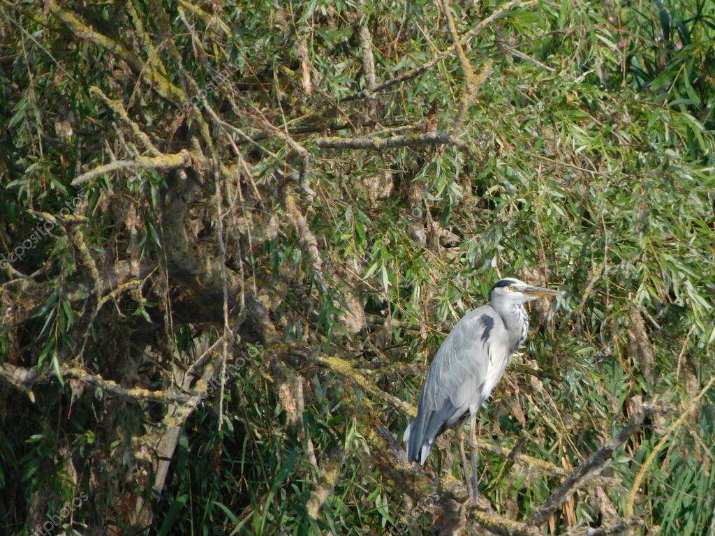 garza gris (Ardea cinerea) es un ave de patas largas que se encuentra ...