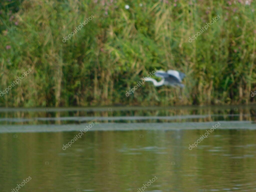 garza gris (Ardea cinerea) es un ave de patas largas que se encuentra ...