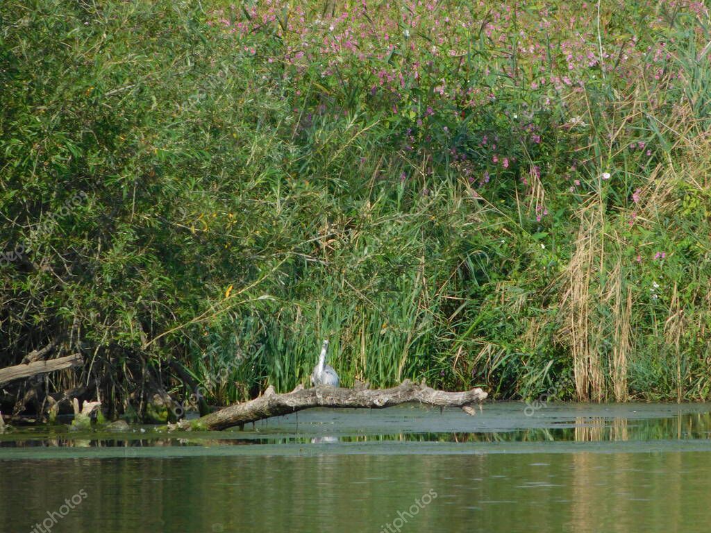 garza gris (Ardea cinerea) es un ave de patas largas que se encuentra ...