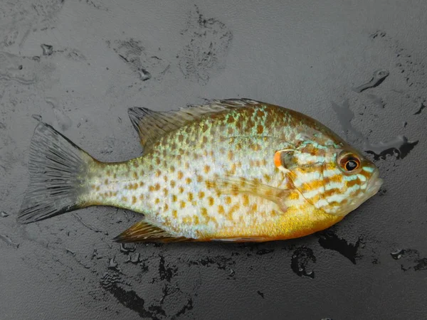 Nile tilapia Stock Photos, Royalty Free Nile tilapia Images | Depositphotos