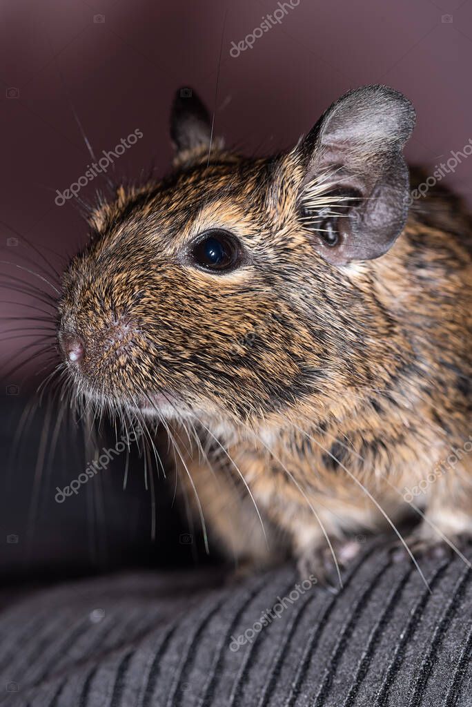 Pequeño ratón gris lindo Degu primer plano. Animal exótico para la vida ...