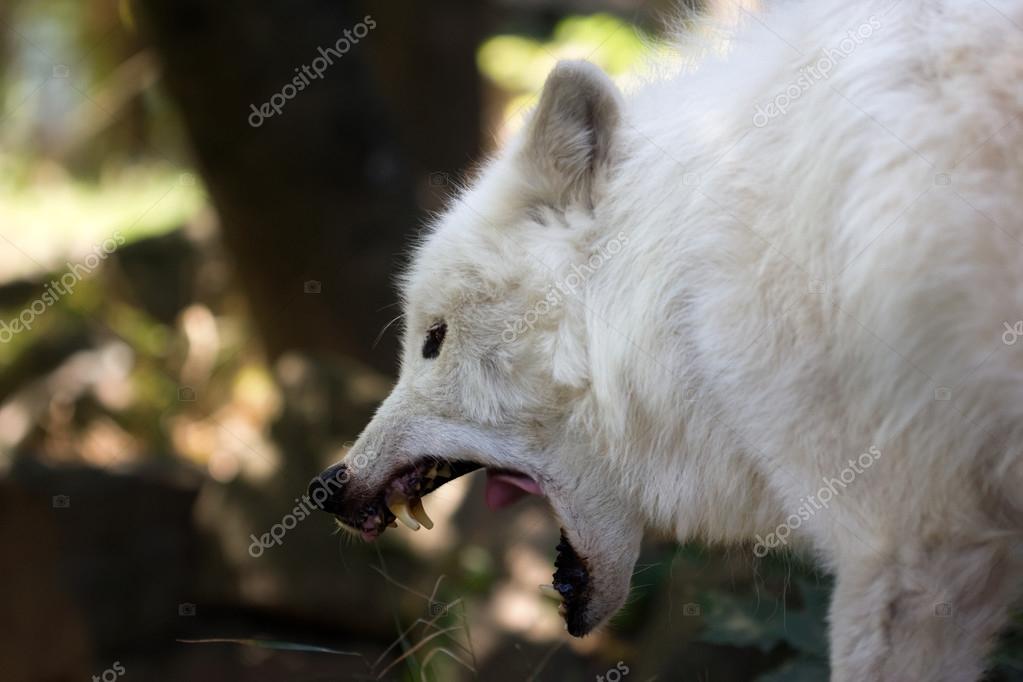 Wolf with mouth open | Tundra wolf with mouth wide open — Stock Photo ...