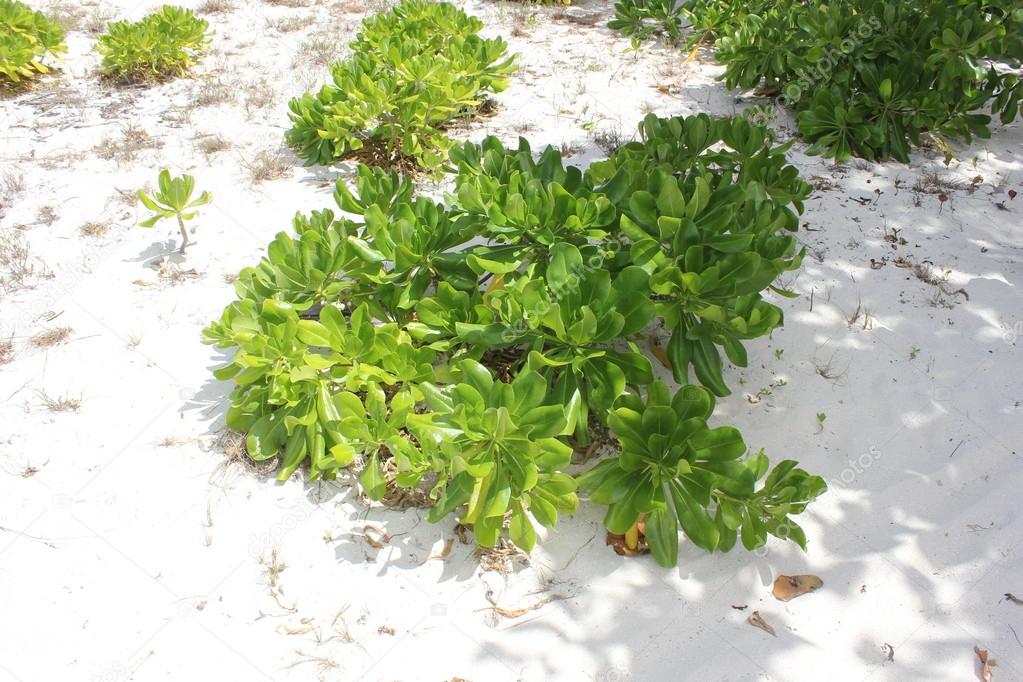 Plantas de playa creciendo en la arena blanca en Shoal Bay Beach en ...