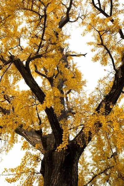 Ginko tree Stock Photos, Royalty Free Ginko tree Images | Depositphotos