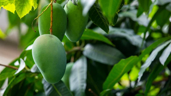 Mangoes about to ripen on a mango tree in the sun - Stock Image ...